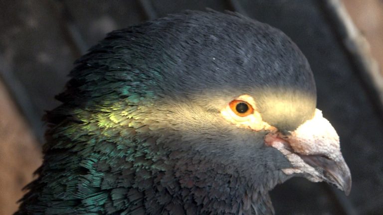 Porumbei.ro – Enciclopedia porumbelului