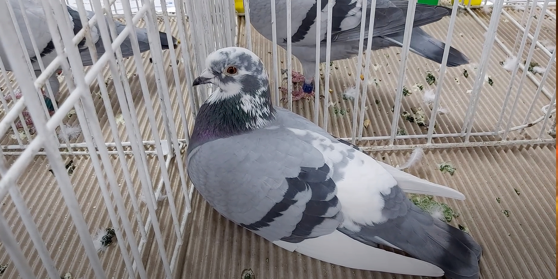 Porumbei voiajori - Porumbei.ro