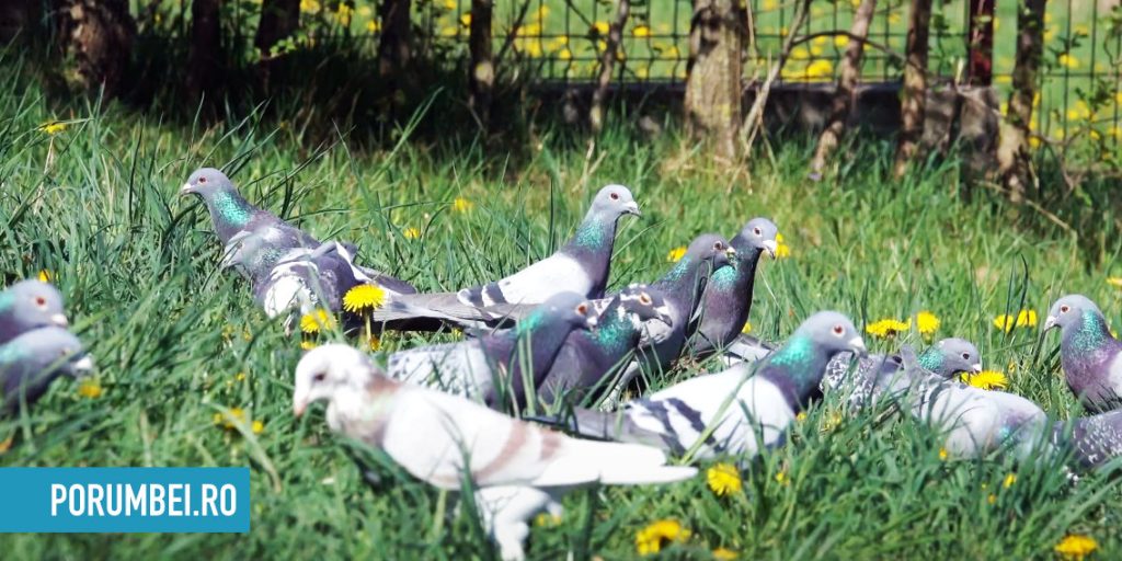 Inapoi la natura – porumbeii voiajori si campul – Porumbei.ro