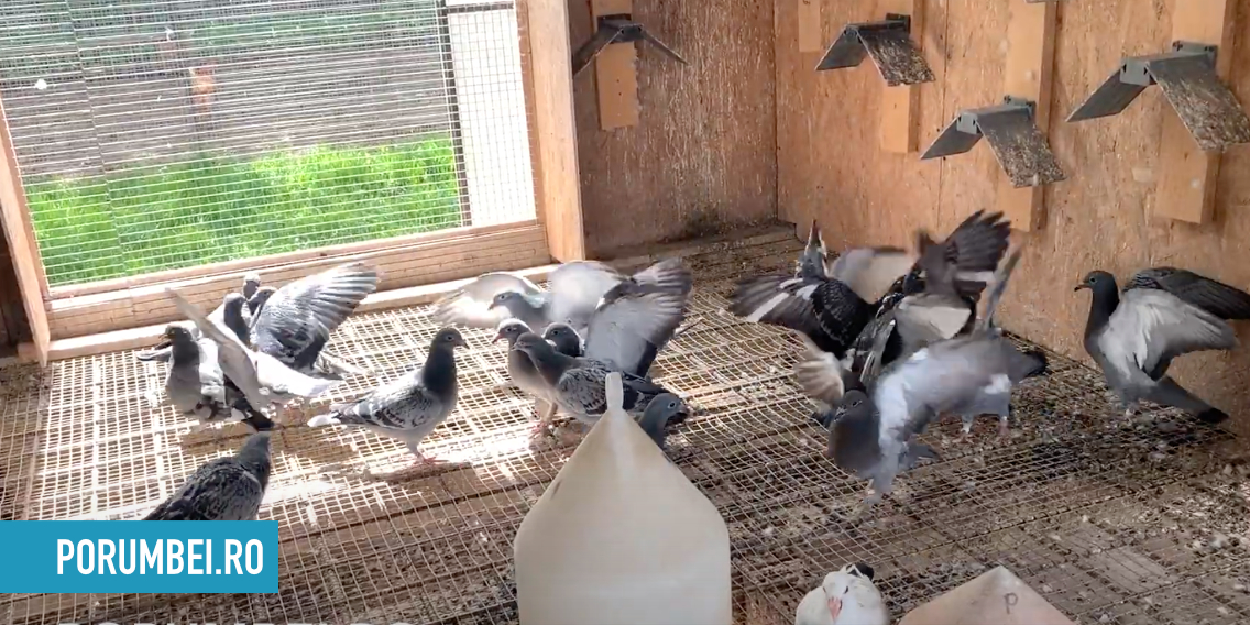 Pui de porumbel care se hranesc intre ei – Porumbei.ro