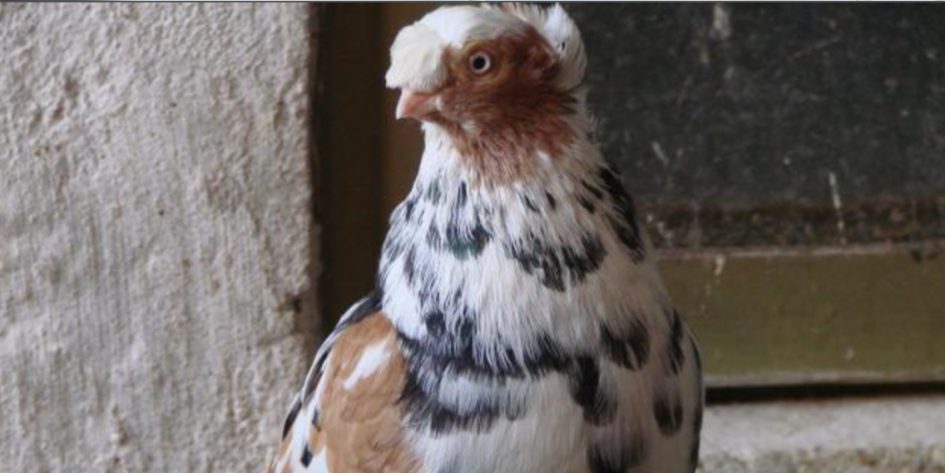 Orientarea porumbeilor non-voiajori – Porumbei.ro