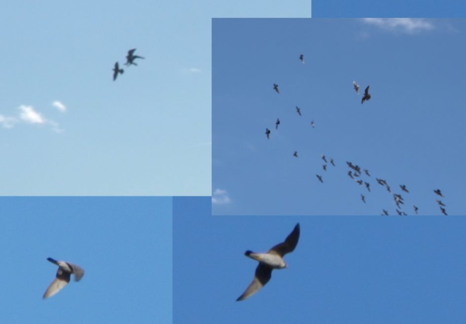 Atacuri de soim si uliu la porumbei – Porumbei.ro